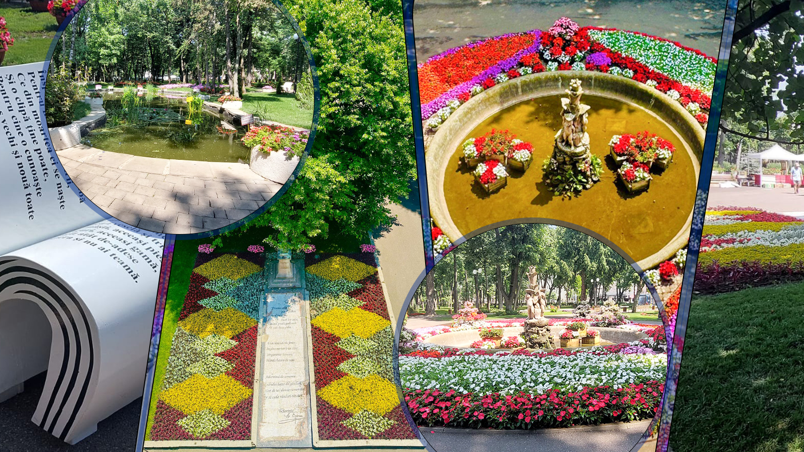 Imagini de o frumusețe rară, în Parcul Copou. Iazurile cu nuferi