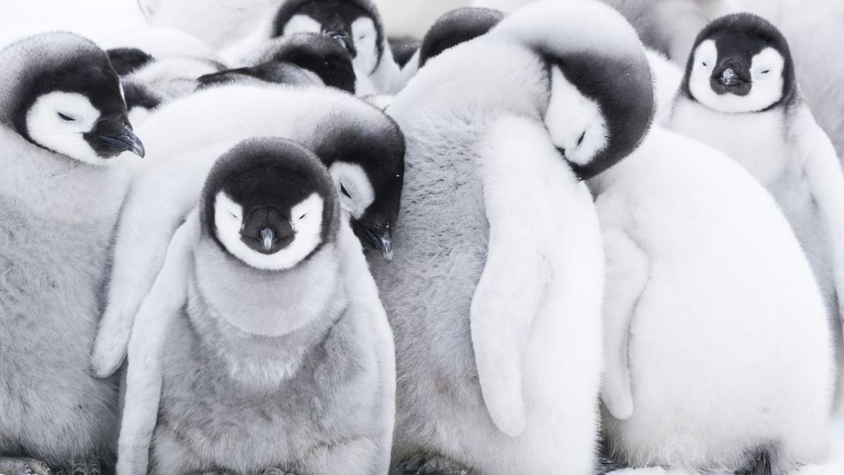 Catastrofă în Antarctica: Peste 10.000 de pui de pinguin imperial au ...