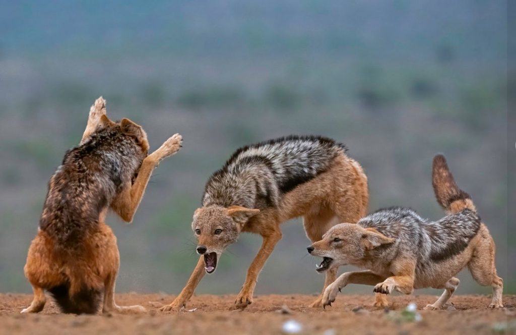 Haită de şacali, alungată de jandarmi dintr-o gospodărie din Buzău ...