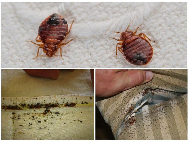 Ploșnițe de lemn: Cum putem să scăpăm de acest disconfort