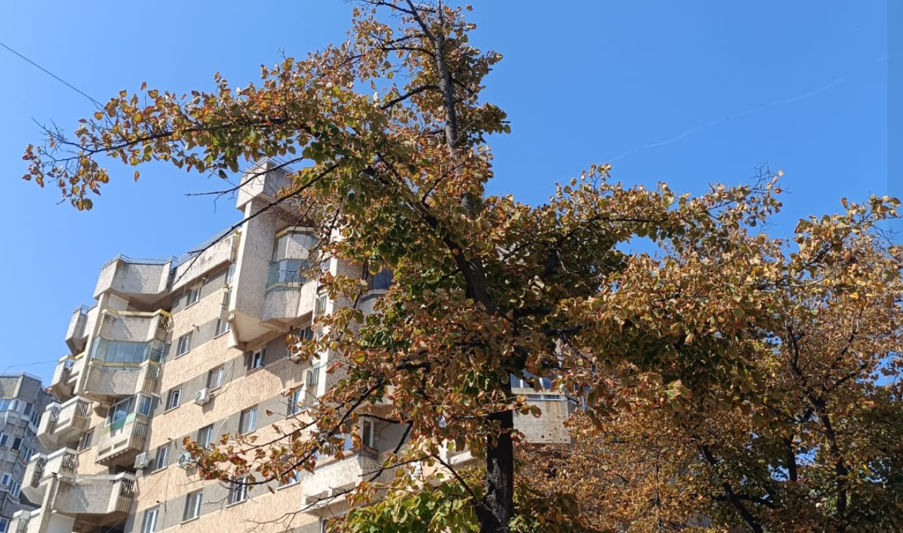 Atenție, ieșeni! Joi vor avea loc activități de toaletare a arborilor ...