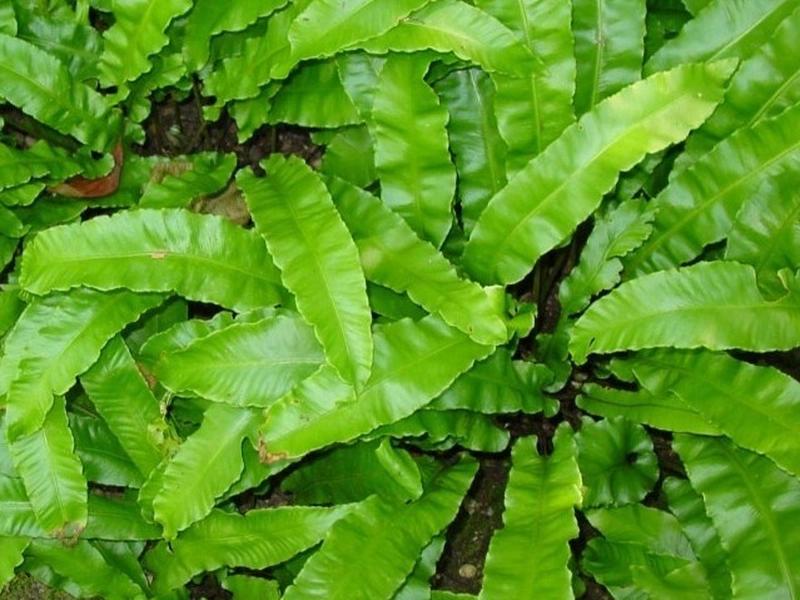 Cum să folosești limba cerbului. De ce este bine să ai această plantă ...