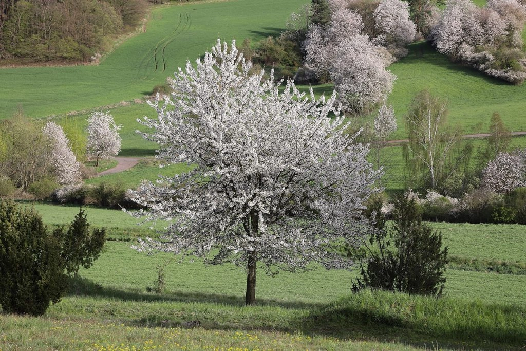 Toamna este momentul oportun pentru plantarea cireșului sălbatic ...