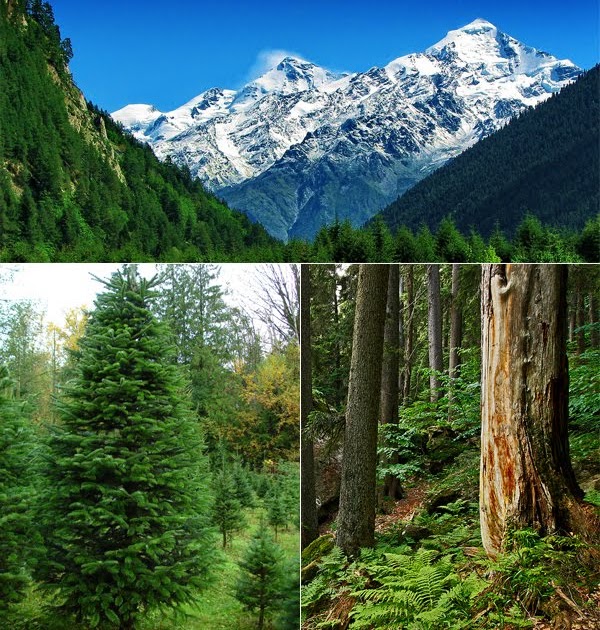 Iată toate informațiile despre pădurile de conifere!