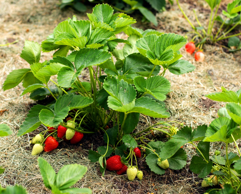 Când se plantează un răsad de căpșuni? Cum să îngrijești de acestea ...