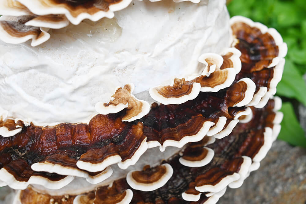 Coadă de curcan. O ciupercă plină de calități vindecătoare, foarte ...