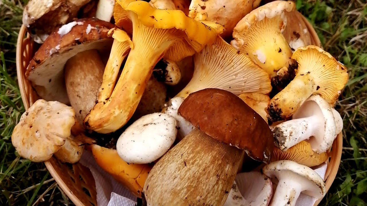 Hribii comestibili, o delicatesă prețioasă. Ce îi face atât de ...