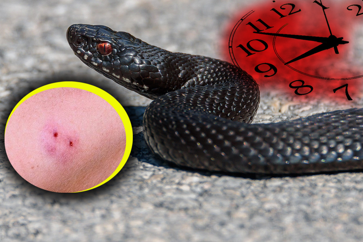 Ce trebuie să facem în caz de mușcătură de șarpe