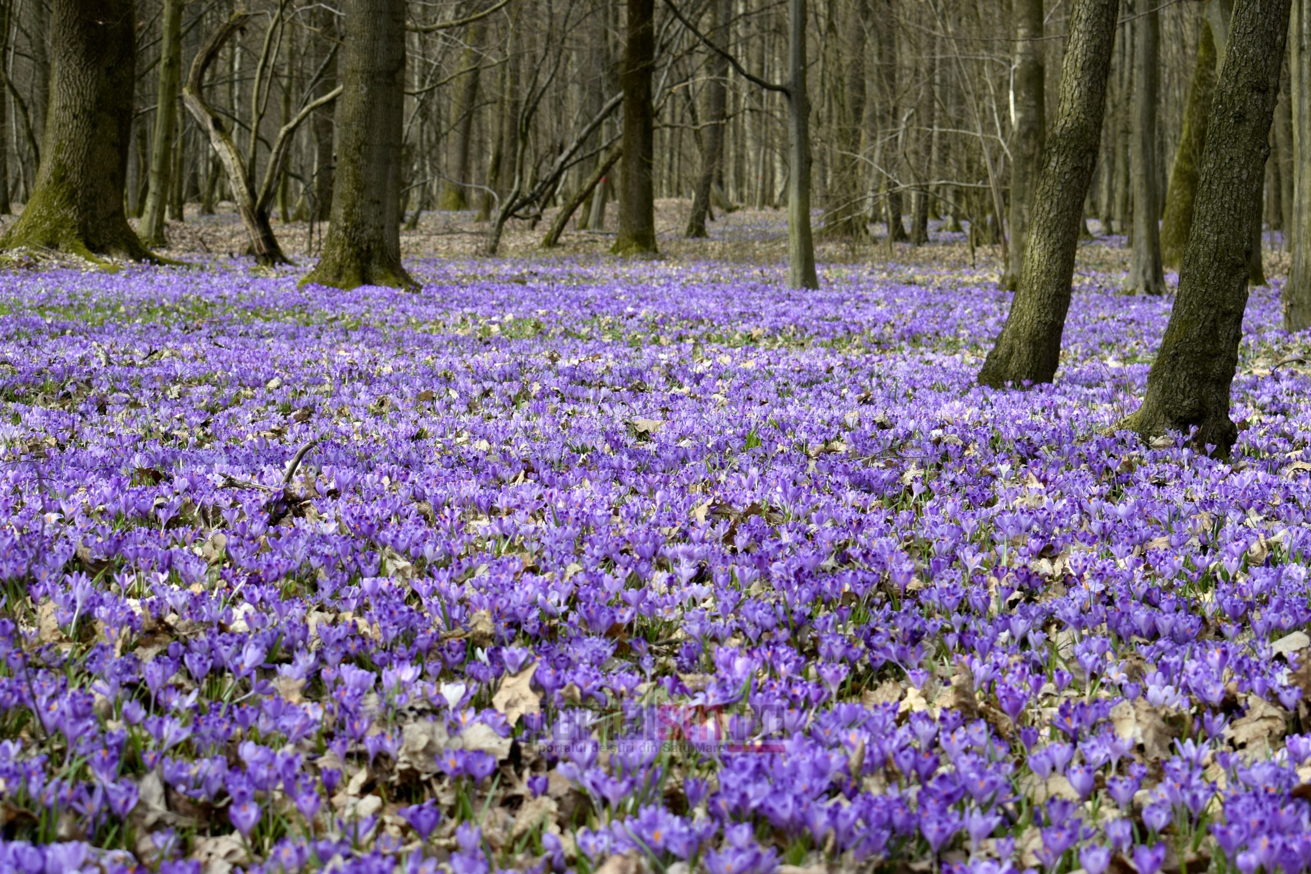 Brândușa de pădure, floarea care anunță primăvara