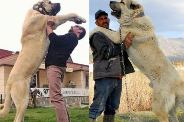 Uriașul câine Kangal care se bate cu urșii