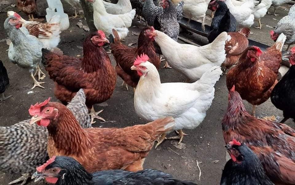 Rasa de pui Kabir este foarte rezistentă la boli!