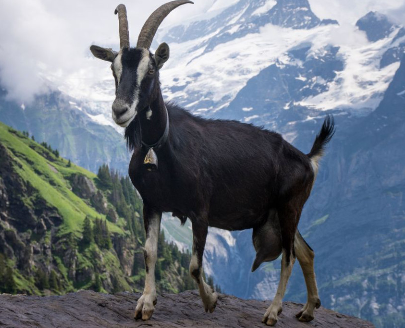 Capra Alpină Franceză. De ce este atât de prețuită această rasă