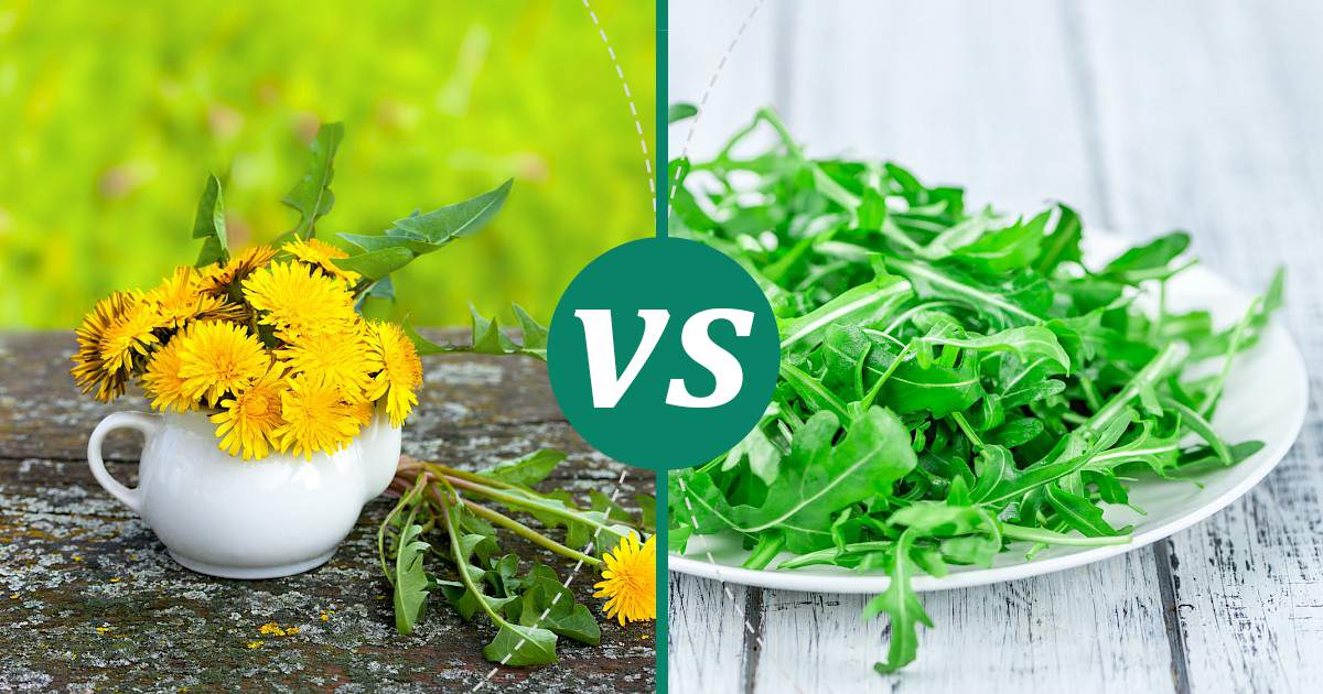 Diferența dintre rucola și păpădie. Care plantă oferă mai multe ...