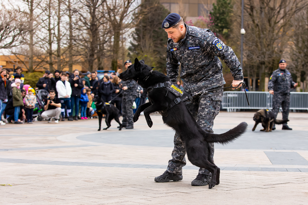 Traseu aplicativ pentru copii, coborâri în rapel, dresaj canin și alte ...