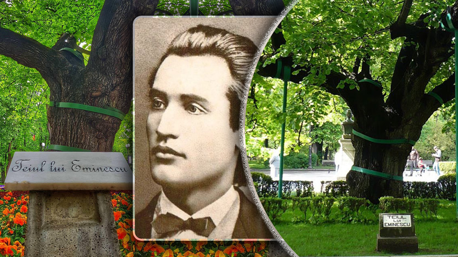 Proiect inedit! Un tei-clonă al teiului lui Eminescu va fi plantat