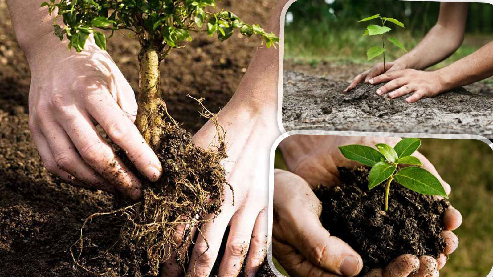 Unde poți planta copaci în Iași? Direcția Silvică organizează