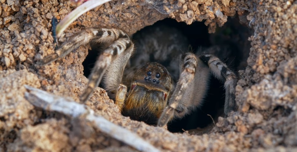 Tarantula românească, cel mai mare păianjen de la noi din țară • Buna ...