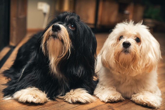 Bichon Havanez: Tot ce trebuie să știi despre cea mai drăguță rasă de ...