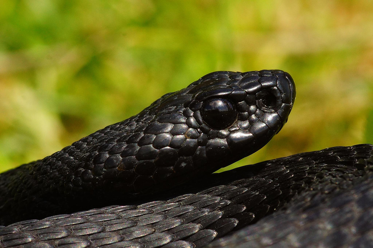 Vipera neagră, una dintre cele mai periculoase vipere ce trăiește și în ...