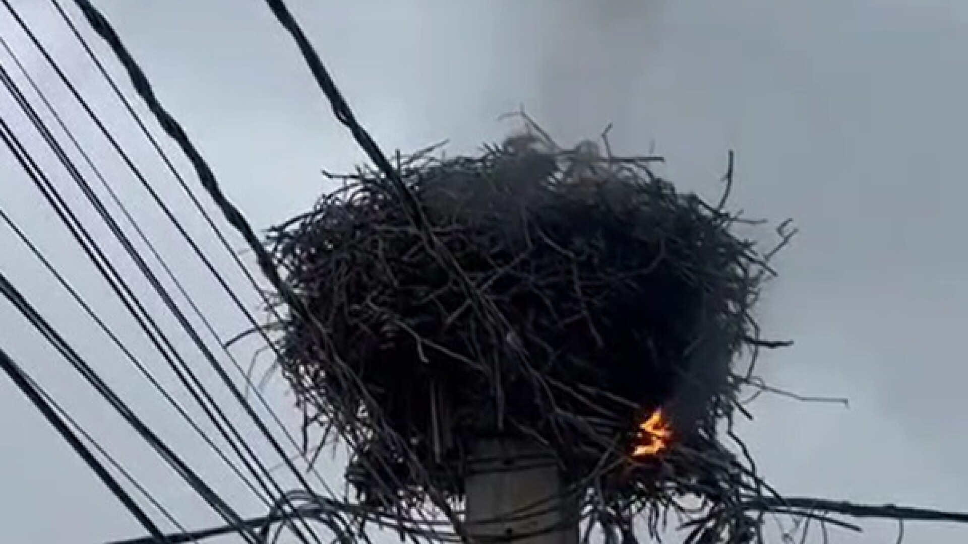 Incendiu la Scobinți. Un cuib de barză aflat pe un stâlp de ...