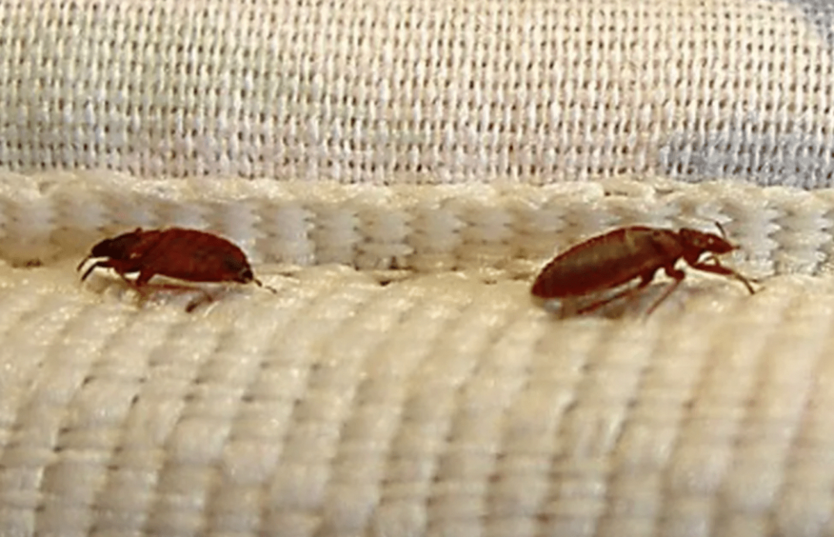 Studentă ajunsă la spital cu zeci de înţepături de ploşniţe, după ce s ...