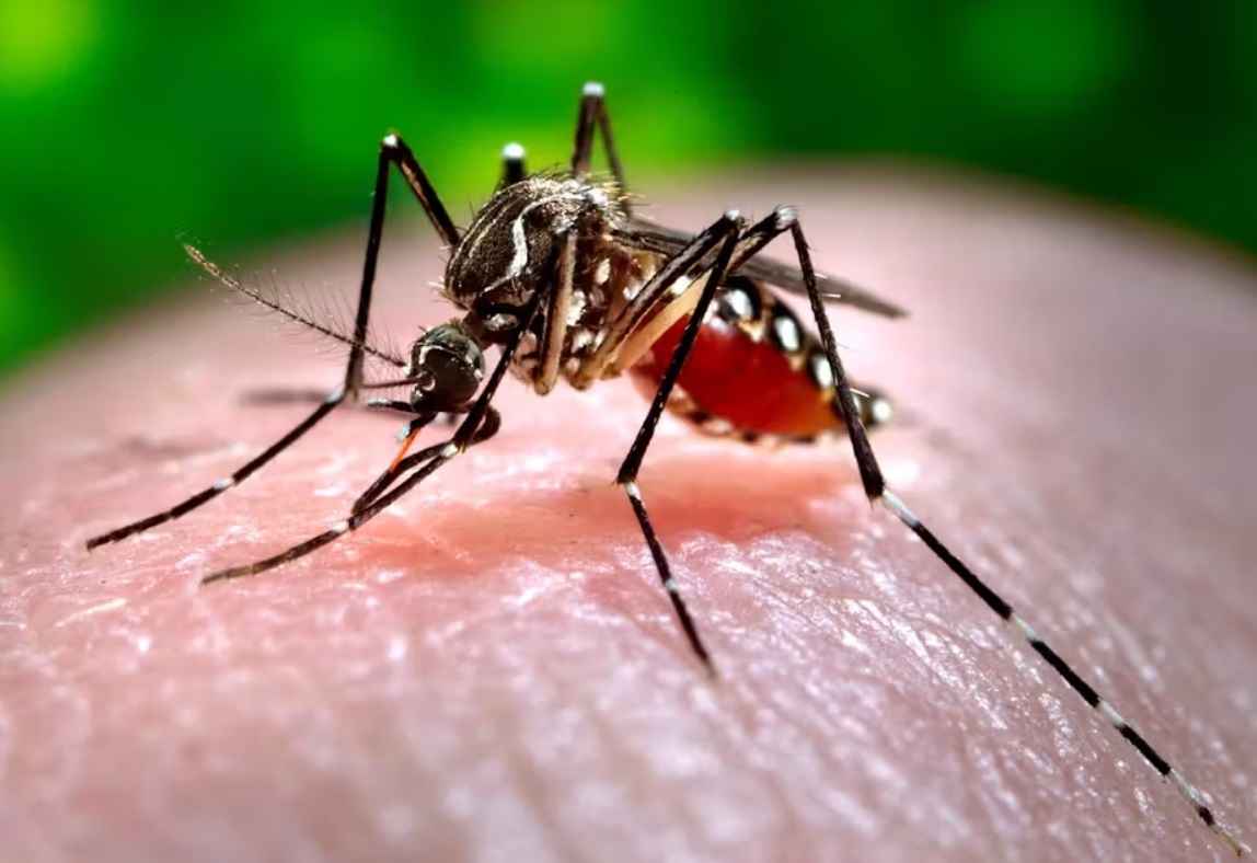 [BZI][6/01/2025]: Ce este febra dengue și cât de periculoasă este