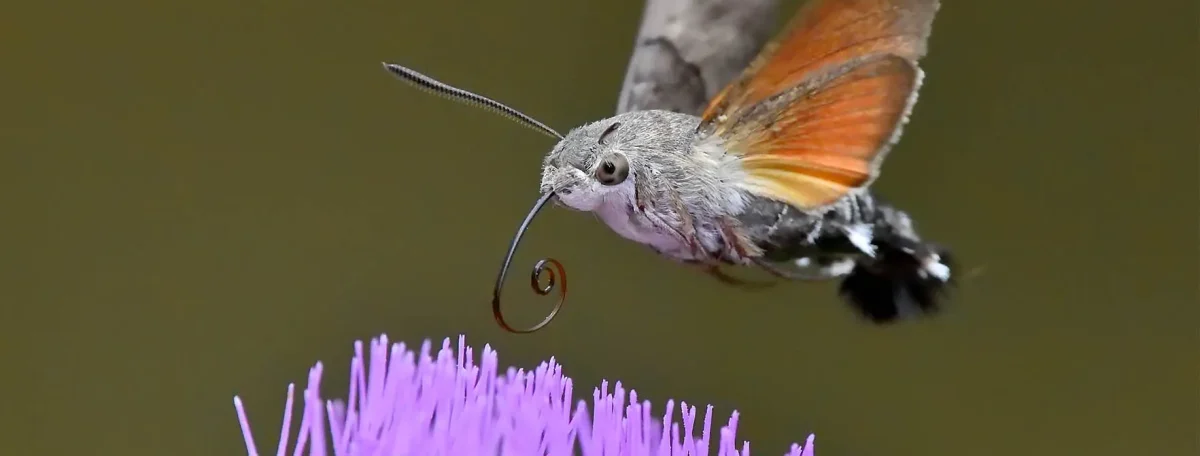 Molia sau fluturele colibri, o specie rară de fluture ce poate să îți ...