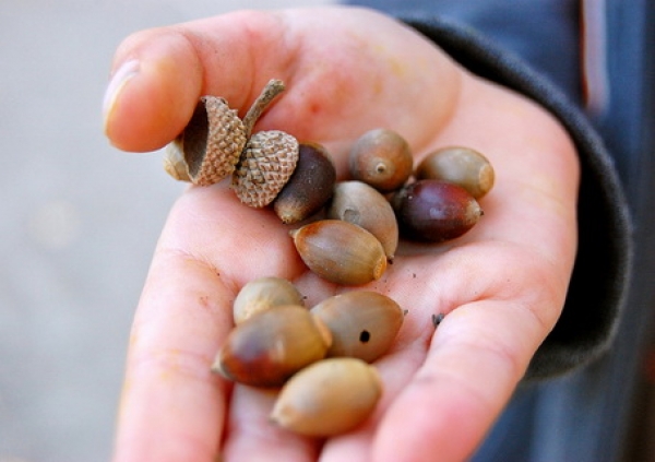 De ce sa mancam ghinde • Buna Ziua Iasi • BZI.ro